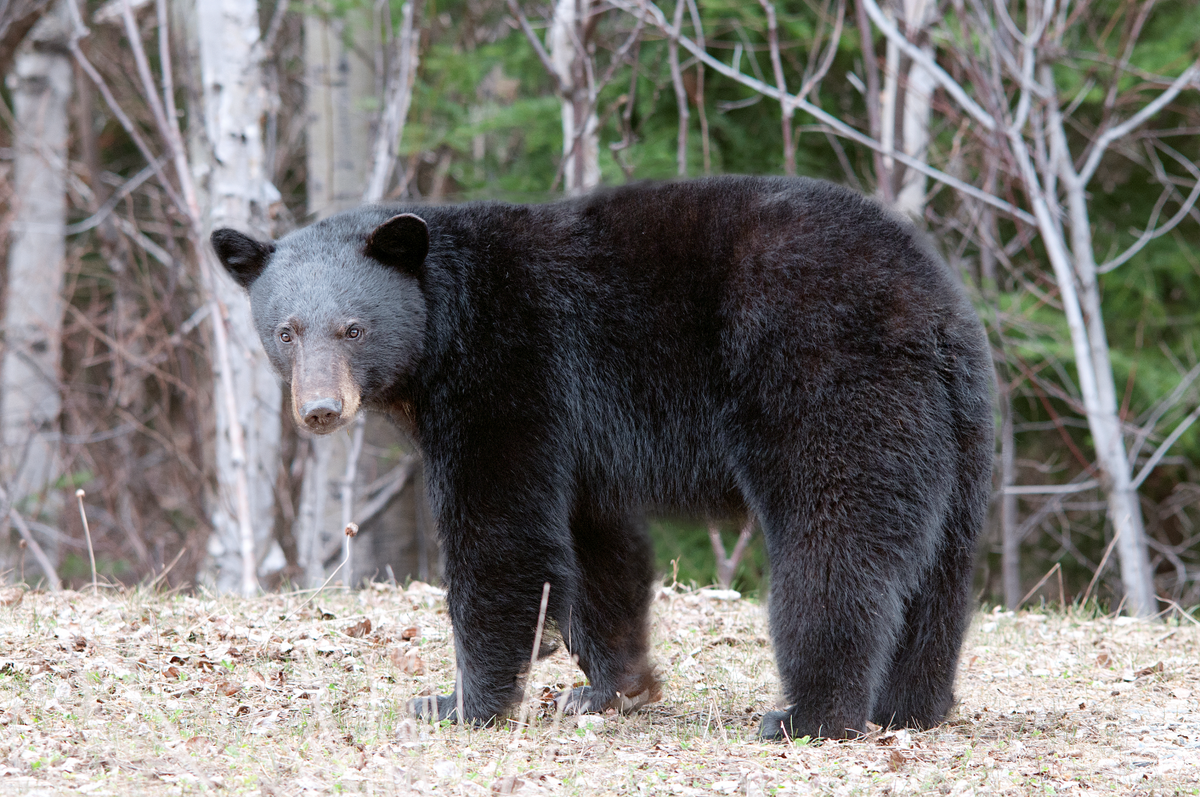 2D Black Bear Broadside Target